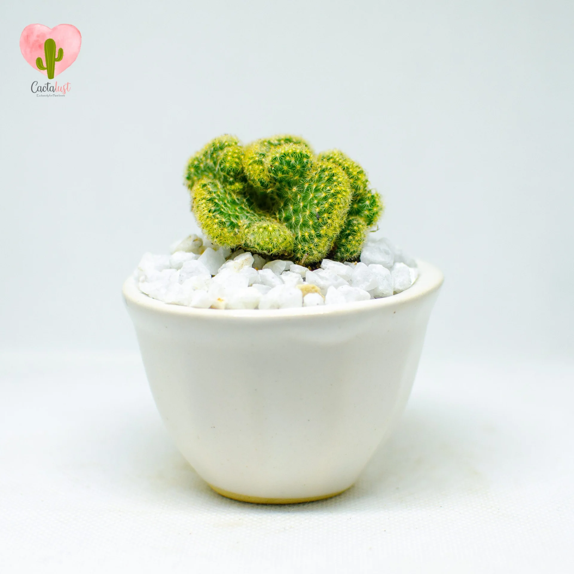Stylish cactus for gifting